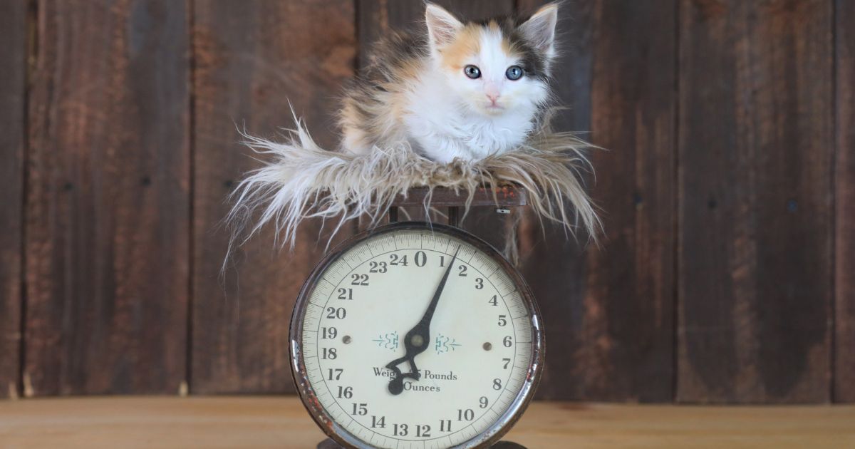 Just Scales | Online Scales Pet Scales